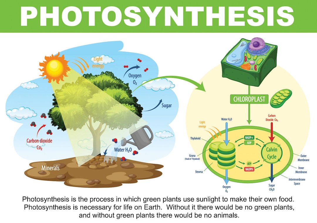 Wall Poster Educational Learning Photosynthesis Diagram Graphic Science ...