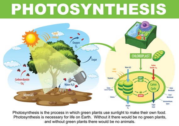 Detailed Photosynthesis Diagram