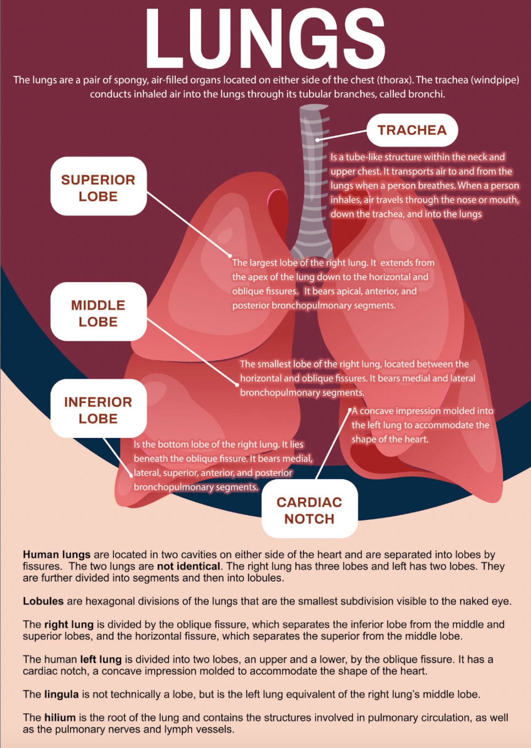 Wall Poster Educational Learning Human Lungs Lung Anatomy Lobes Medical ...