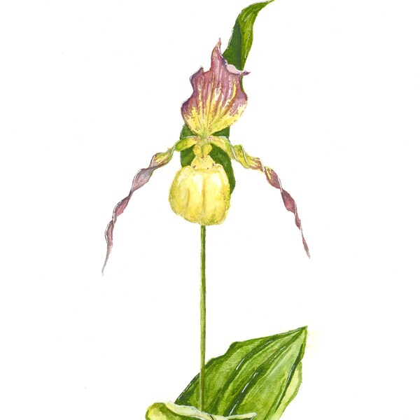 Yellow Lady Slipper - Etsy