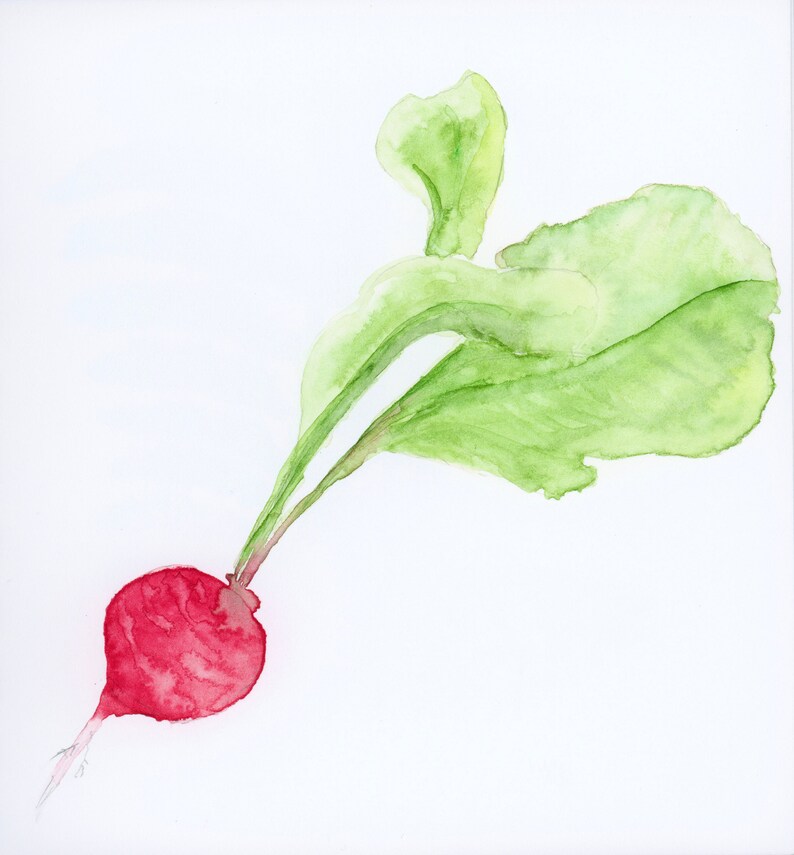 Radish Print - Etsy