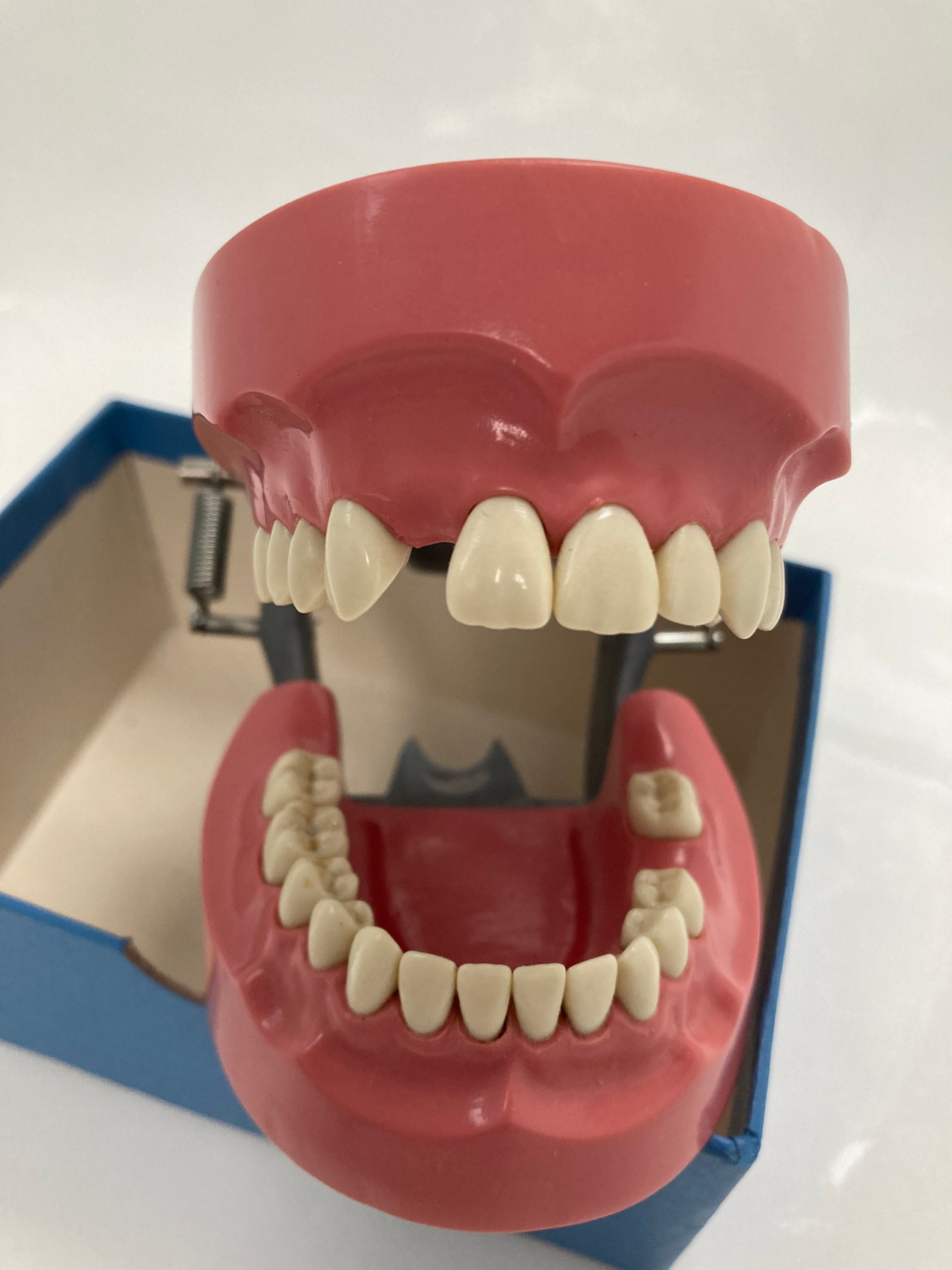 Vintage Dental Models and Partial Dentures - Etsy