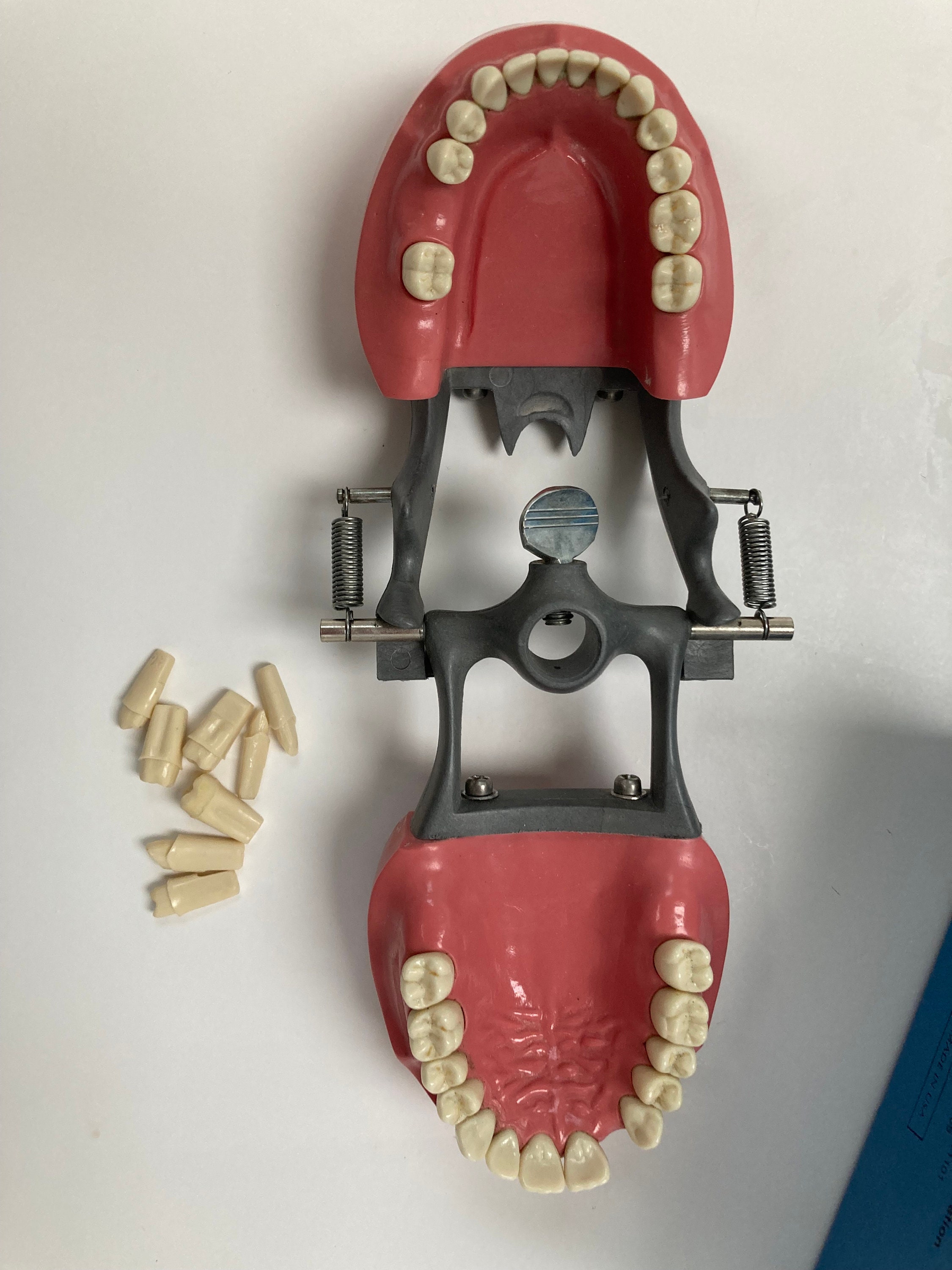 Vintage Dental Models and Partial Dentures - Etsy