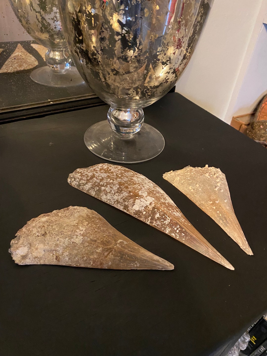 Rare Vintage Pinna Nobilis Shells. Otherwise Known as the Pen Shell or ...