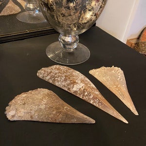 Conchas de pinna nobilis antiguas y raras. También conocidas como ...