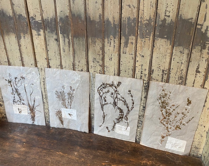 Antique French Herbariums dried Plant Specimens Dating From the Late ...