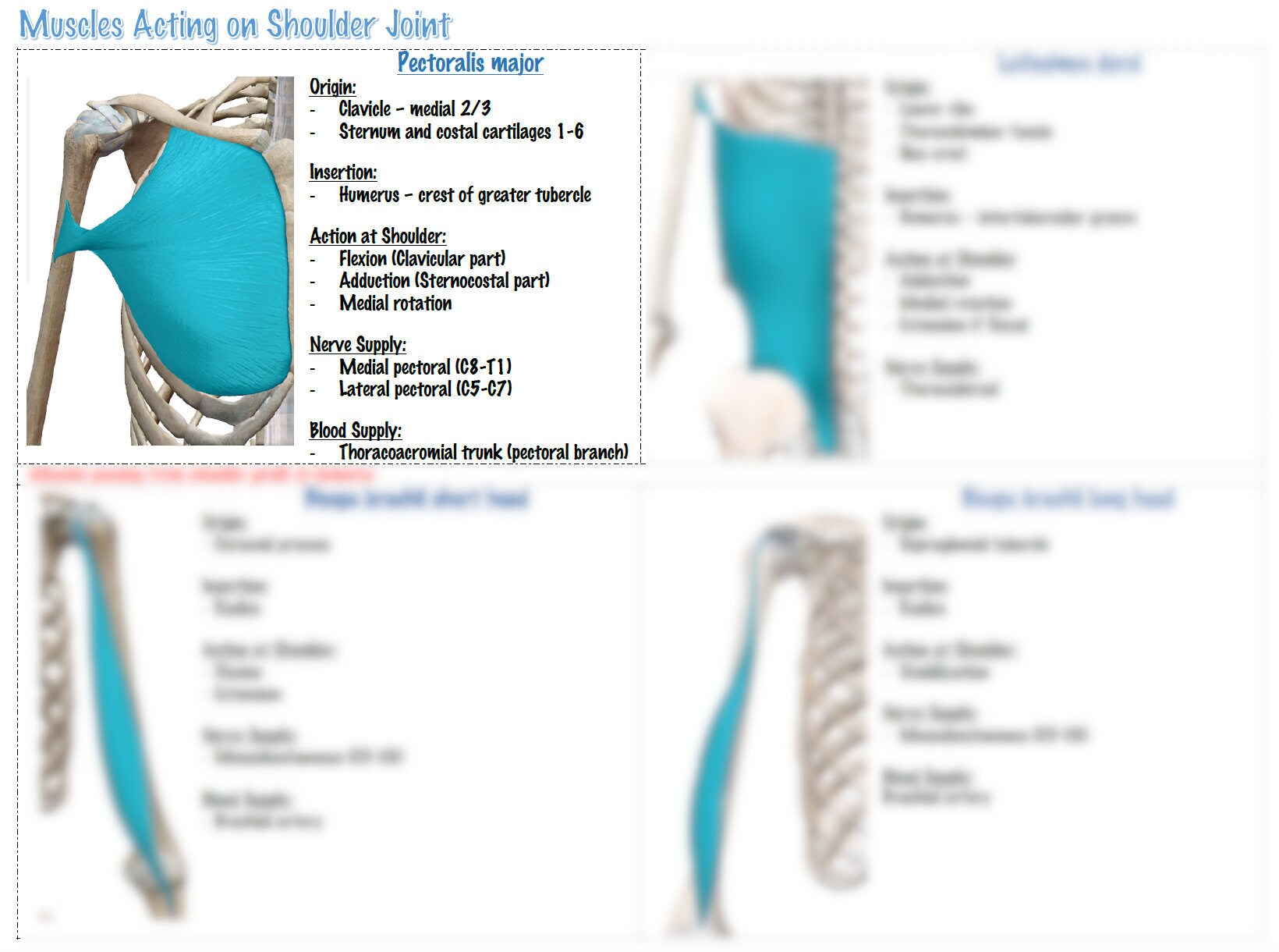Upper Extremity Muscles Chart: Anatomy Study Notes (PDF Download) - Etsy