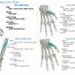 Upper Extremity Muscles Chart: Anatomy Study Notes (PDF Download) - Etsy