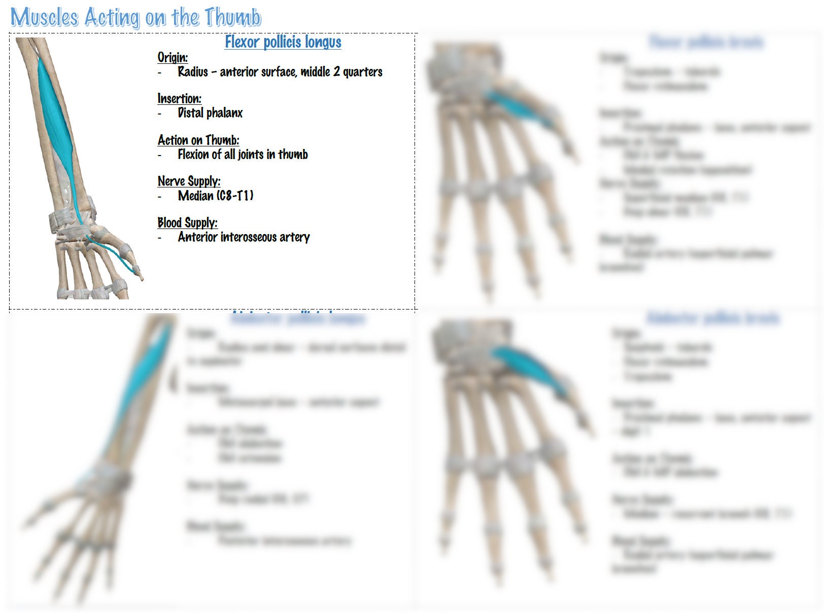 Upper Extremity Muscles Chart: Anatomy Study Notes (PDF Download) - Etsy
