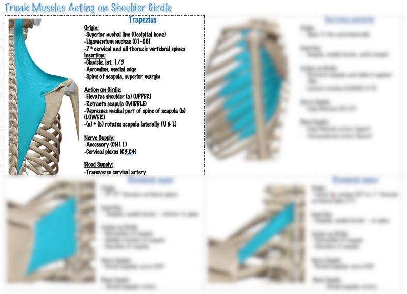 Upper Extremity Muscles Chart: Anatomy Study Notes (PDF Download) - Etsy