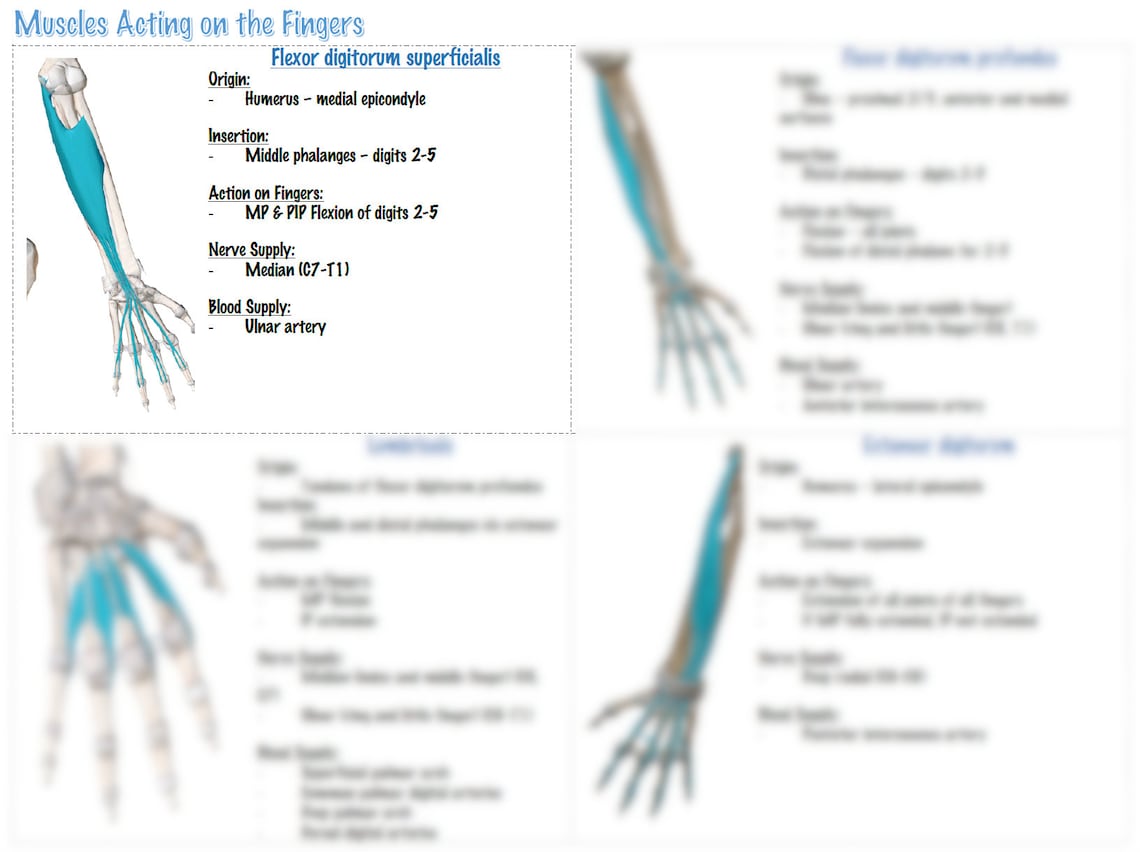 UPPER EXTREMITY MUSCLES - Printable Notes for Occupational Therapy ...