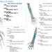 Upper Extremity Muscles Chart: Anatomy Study Notes (PDF Download) - Etsy