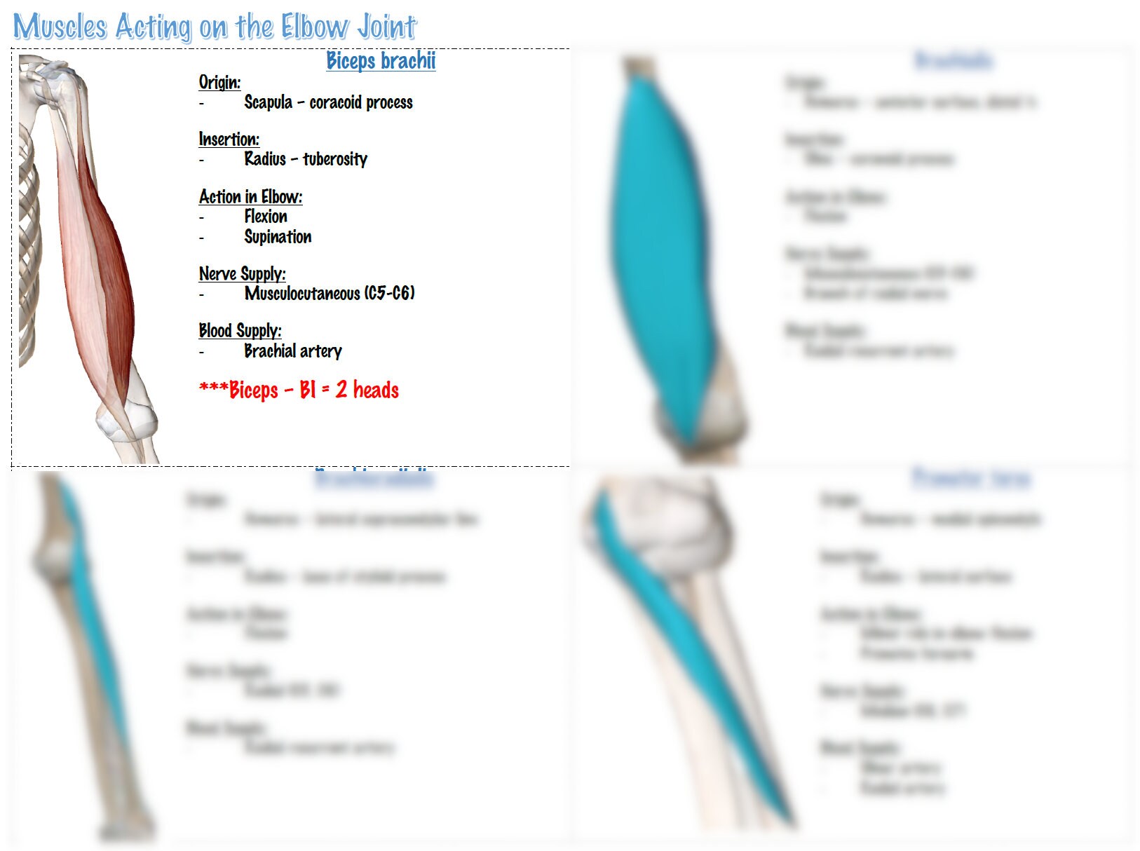 Upper Extremity Muscles Chart: Anatomy Study Notes (PDF Download) - Etsy