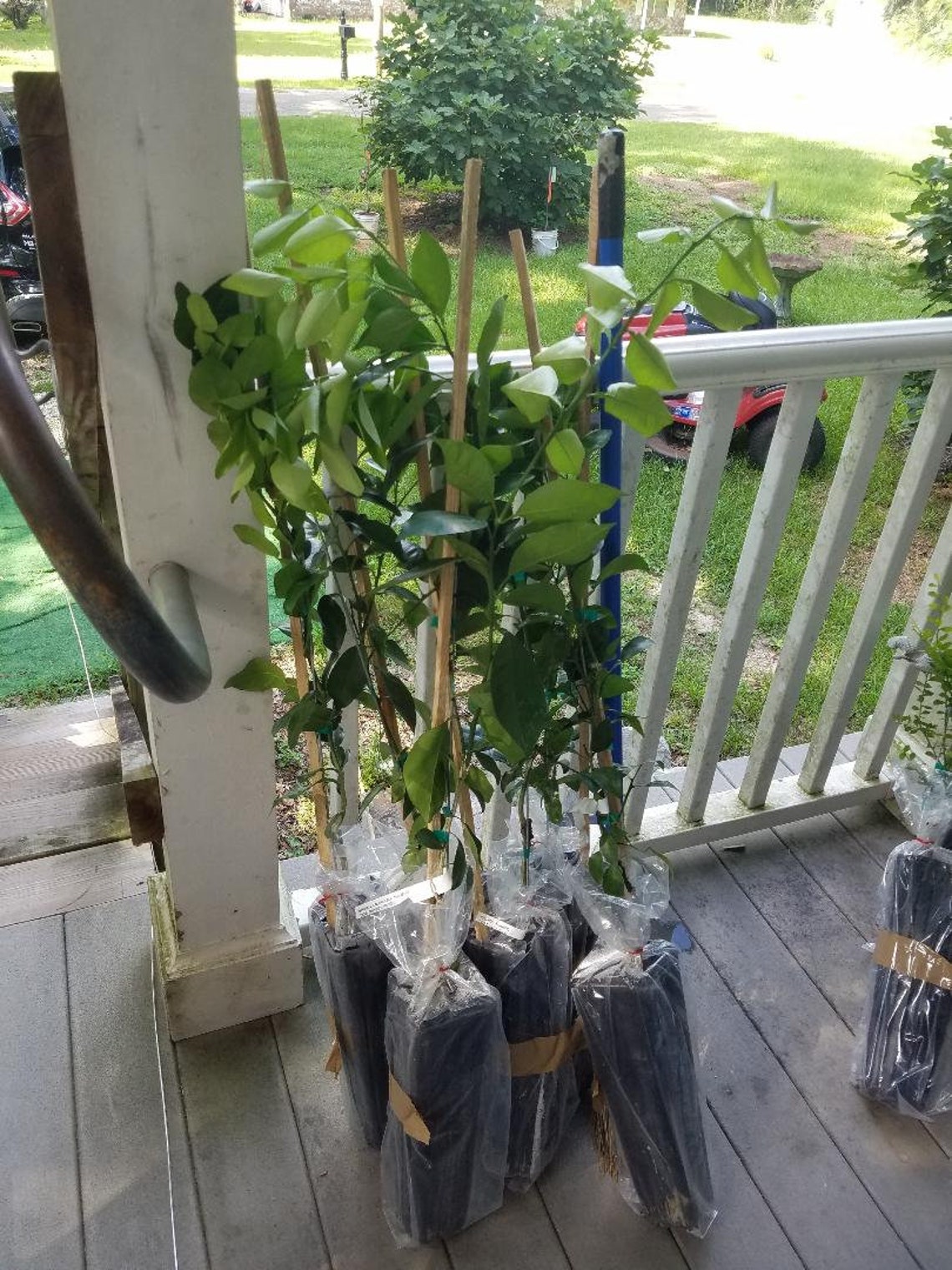 Sumo Citrus®tree Shiranui aka SUMO Mandarin Tree - Etsy