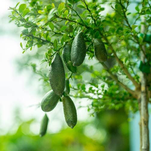 Giant Finger Lime Tree - 28-36"+ Please Read Full Description* - Etsy