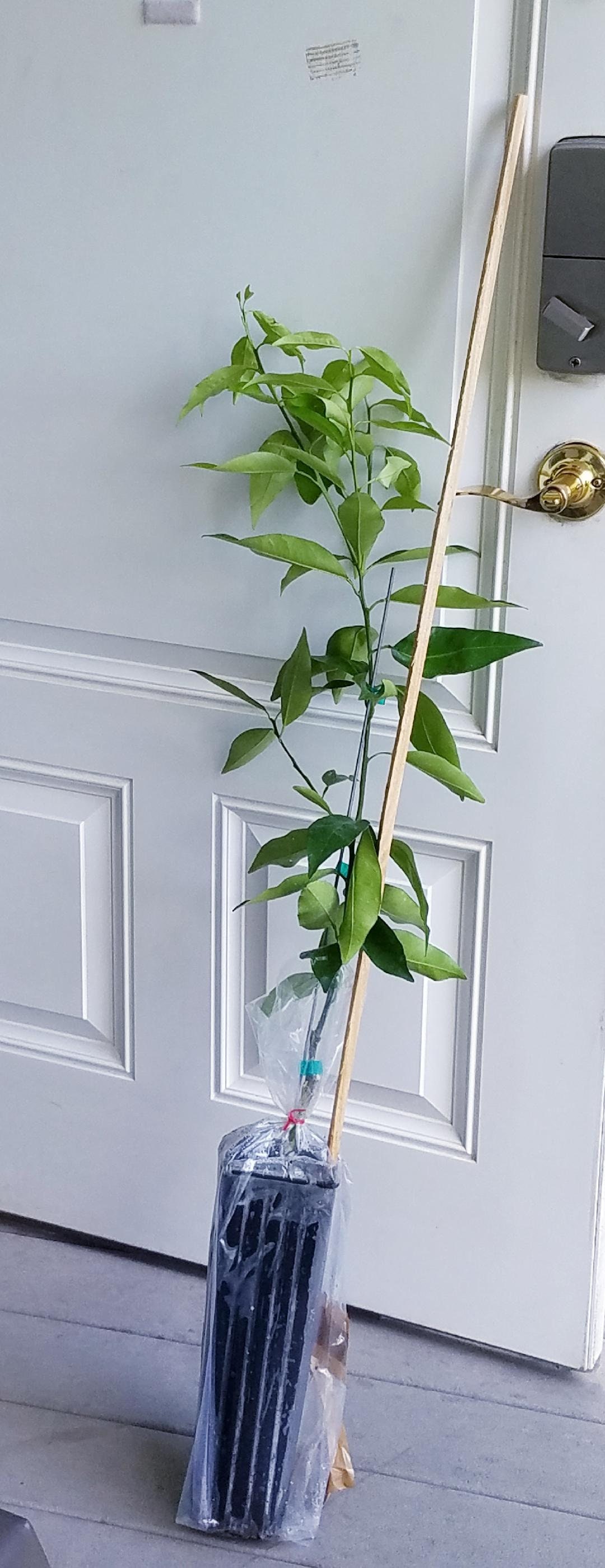 Ponkan Tangerine Tree PLEASE READ FULL Description * - Etsy