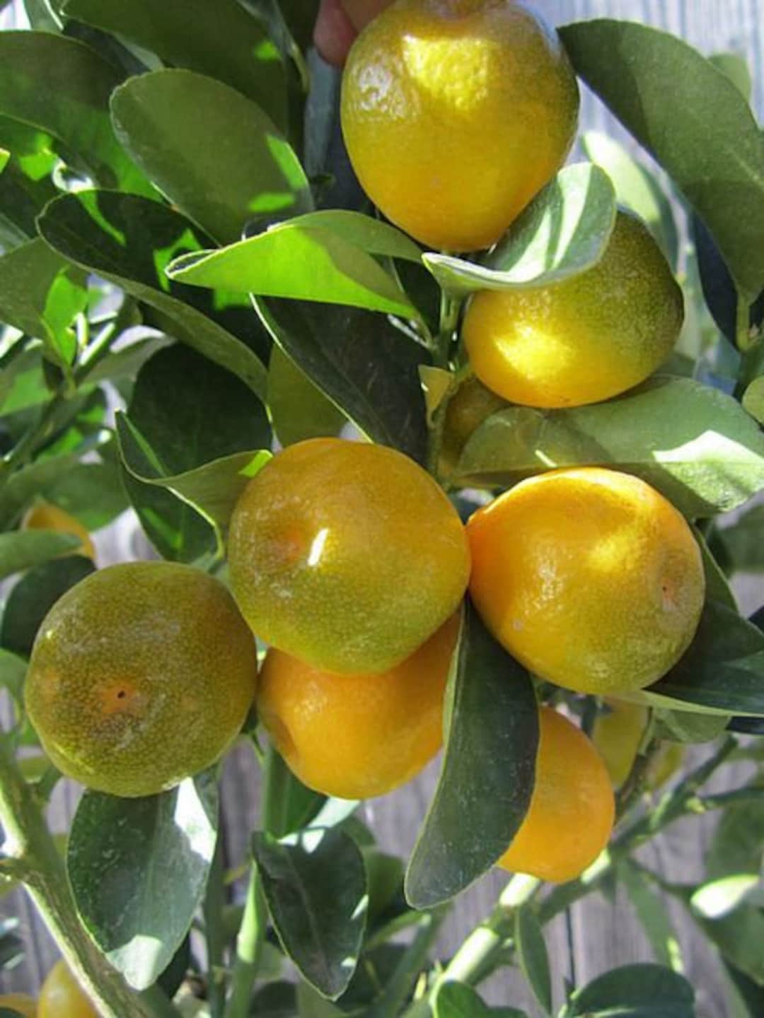 Fukushu Kumquat Tree - Etsy