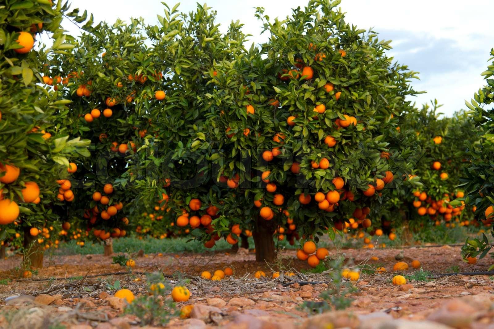 Valencia Orange Tree - Etsy