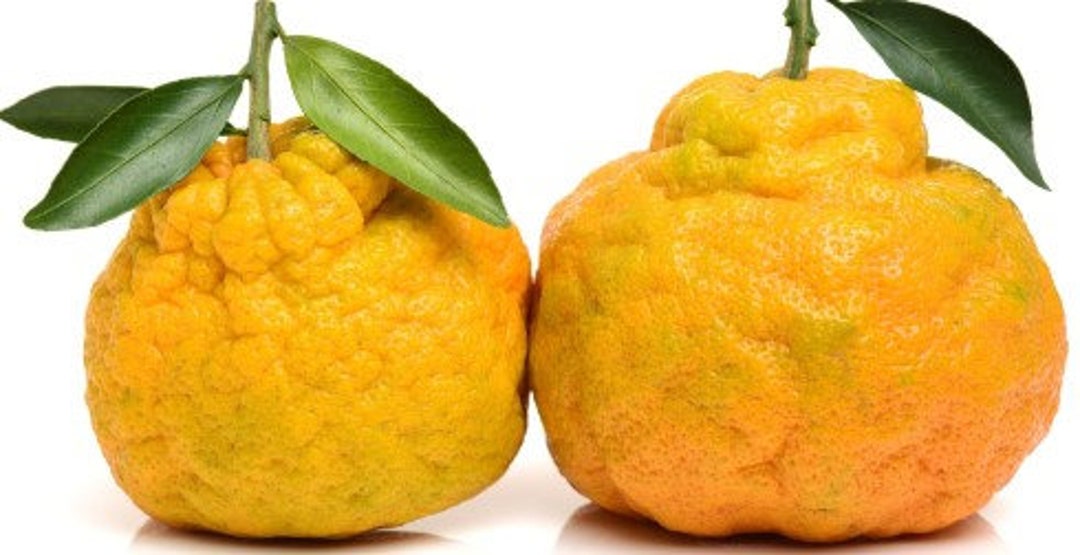 Ugli Tangelo Tree PLEASE READ FULL Description * - Etsy