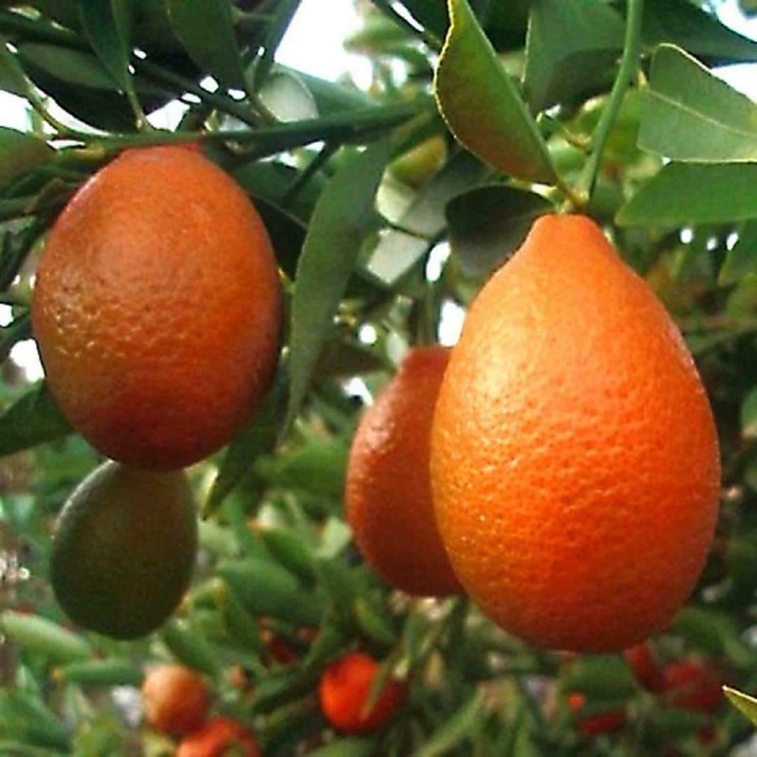 Orangequat Trees PLEASE Read Full Description * - Etsy