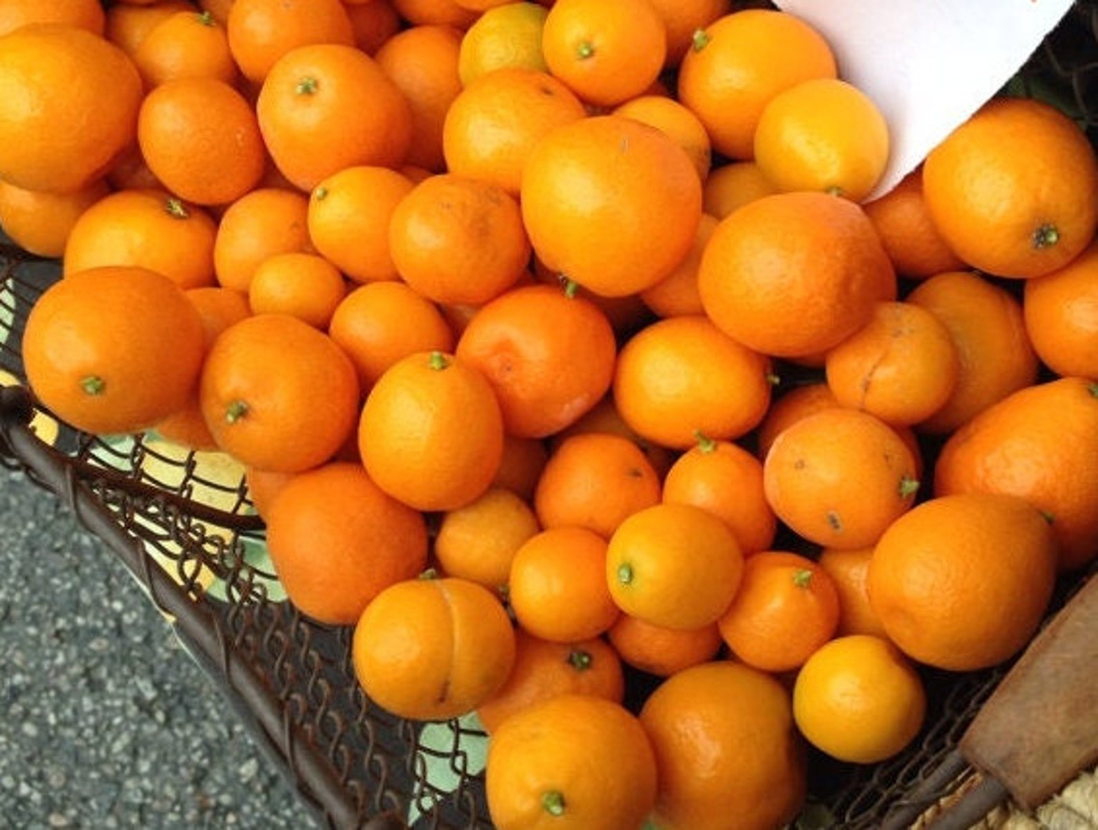 Fukushu Kumquat Tree - Etsy