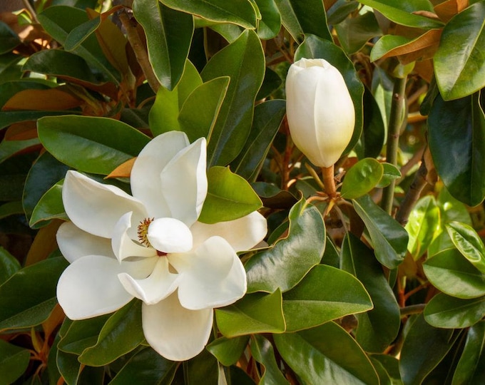 Magnolia Trees 1 Southern Trees - Etsy
