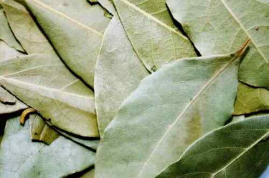 Bay Leaf Fresh 1 Lb N 2 Lb Bag - Etsy