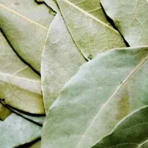 Bay Leaf Fresh 1 Lb N 2 Lb Bag - Etsy