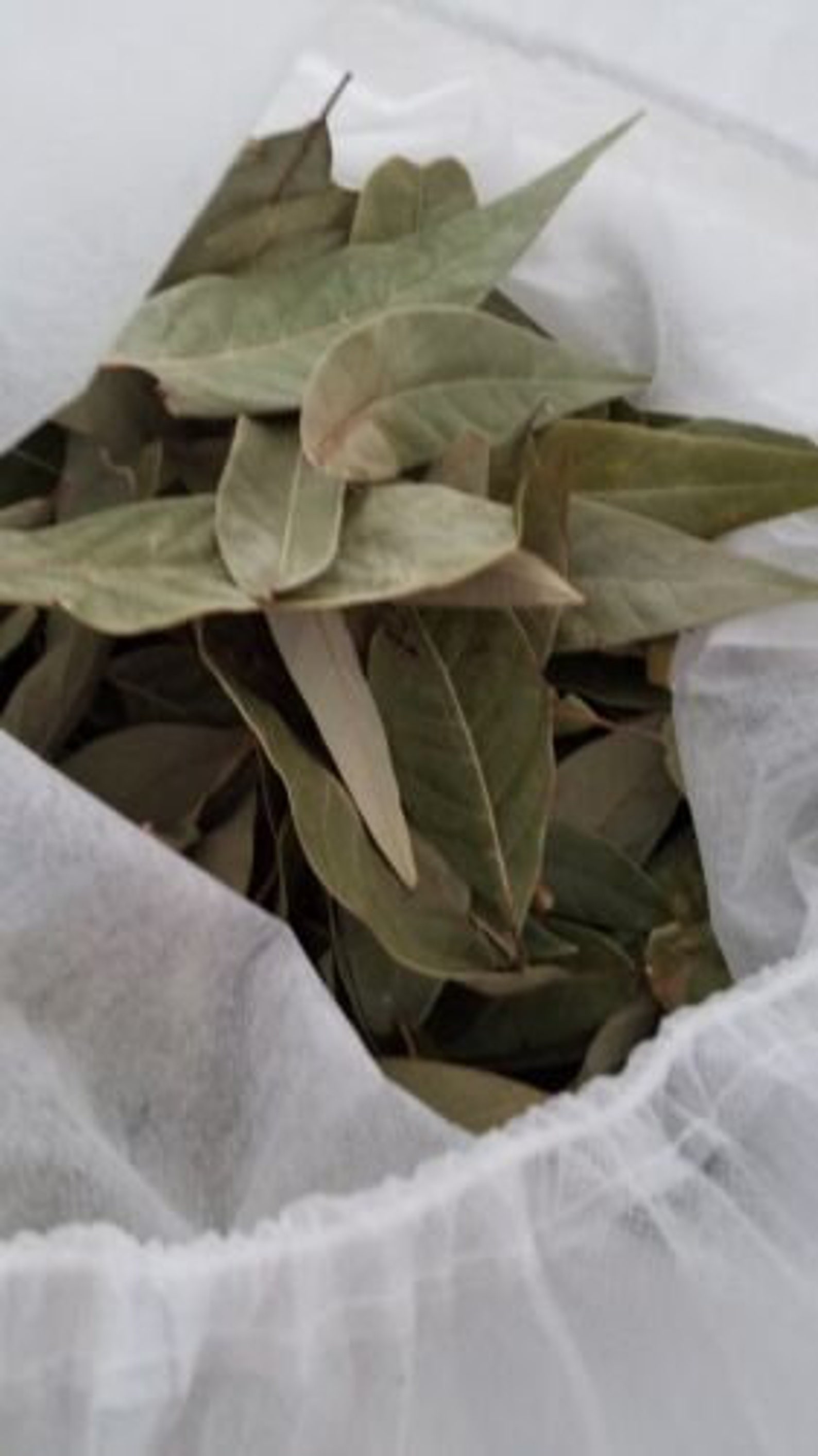 Bay Leaf Fresh 1 Lb N 2 Lb Bag - Etsy