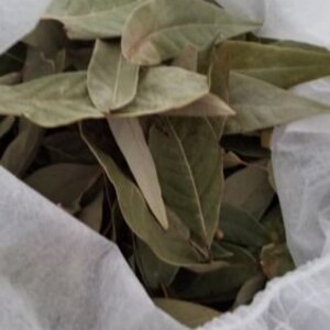 Bay Leaf Fresh 1 Lb N 2 Lb Bag - Etsy