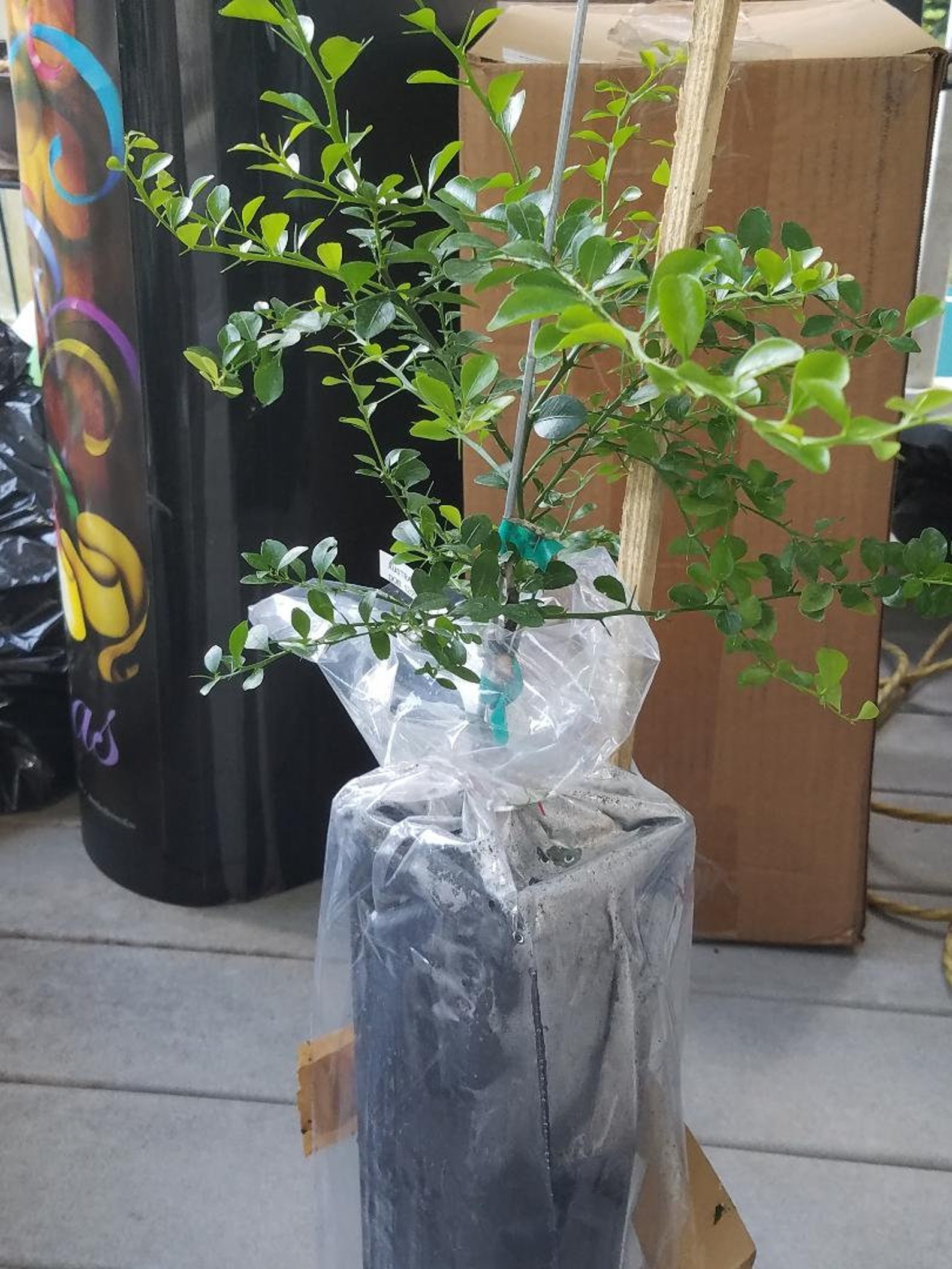 Australian Red Pulp Finger Lime Tree Please Read Description* - Etsy