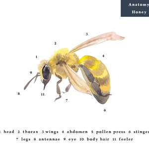 Bee Unit/homeschool Printables/preschool Printables/homeschool Digital ...