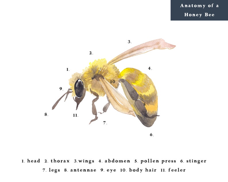 Bee Unit/homeschool Printables/preschool Printables/homeschool Digital ...