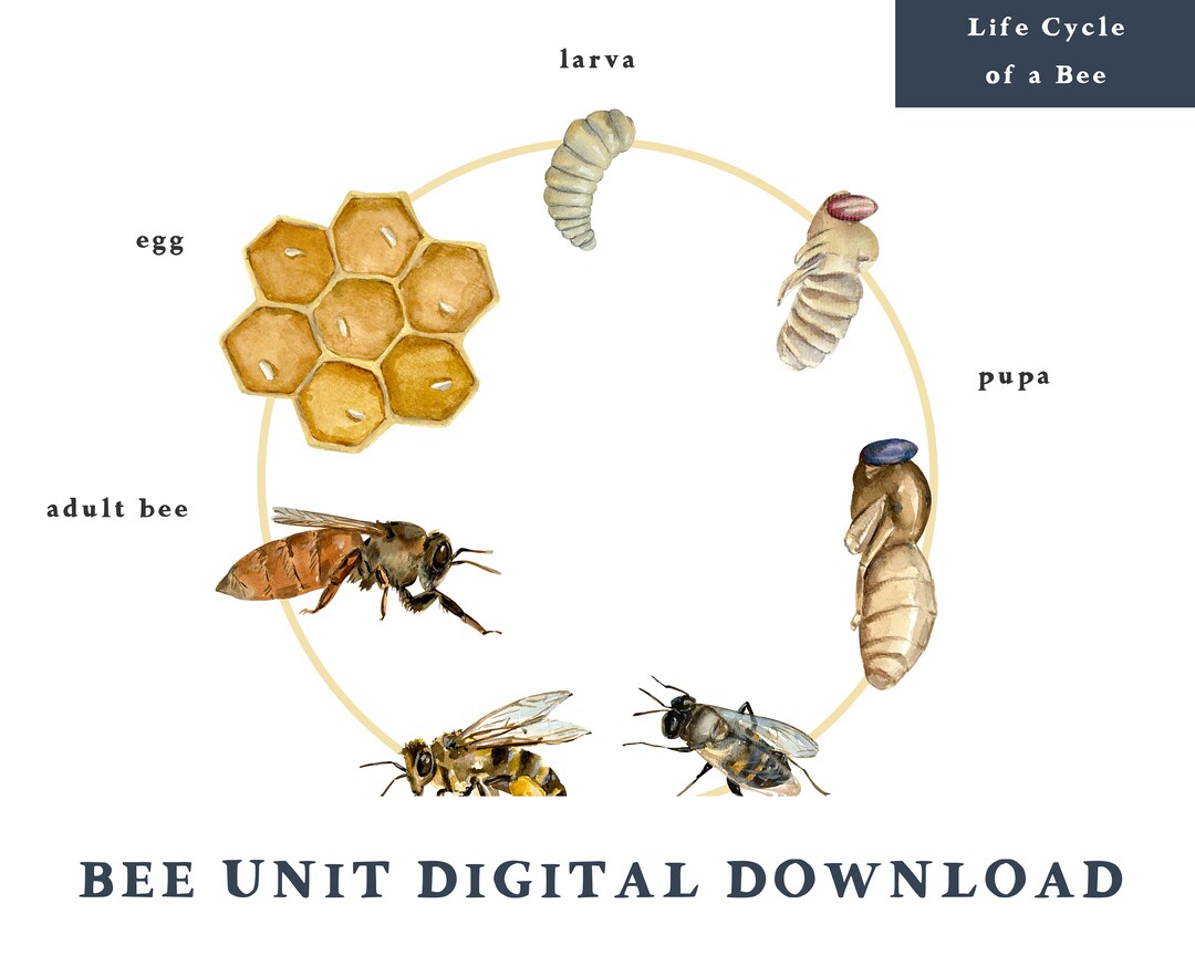 Bee Unit/homeschool Printables/preschool Printables/homeschool Digital ...