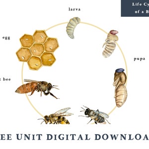 Bee Unit/homeschool Printables/preschool Printables/homeschool Digital ...