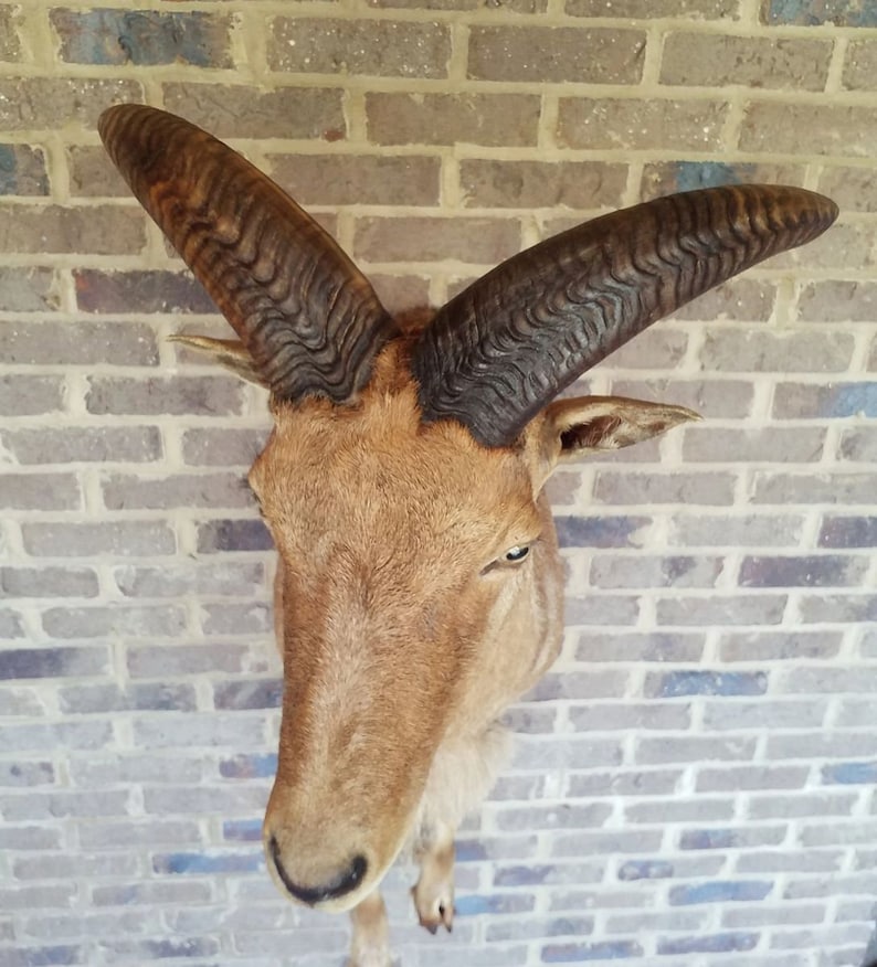 Half-body Audad/aoudad Wall-mount With Habitat - LOCAL PICKUP ONLY - Etsy