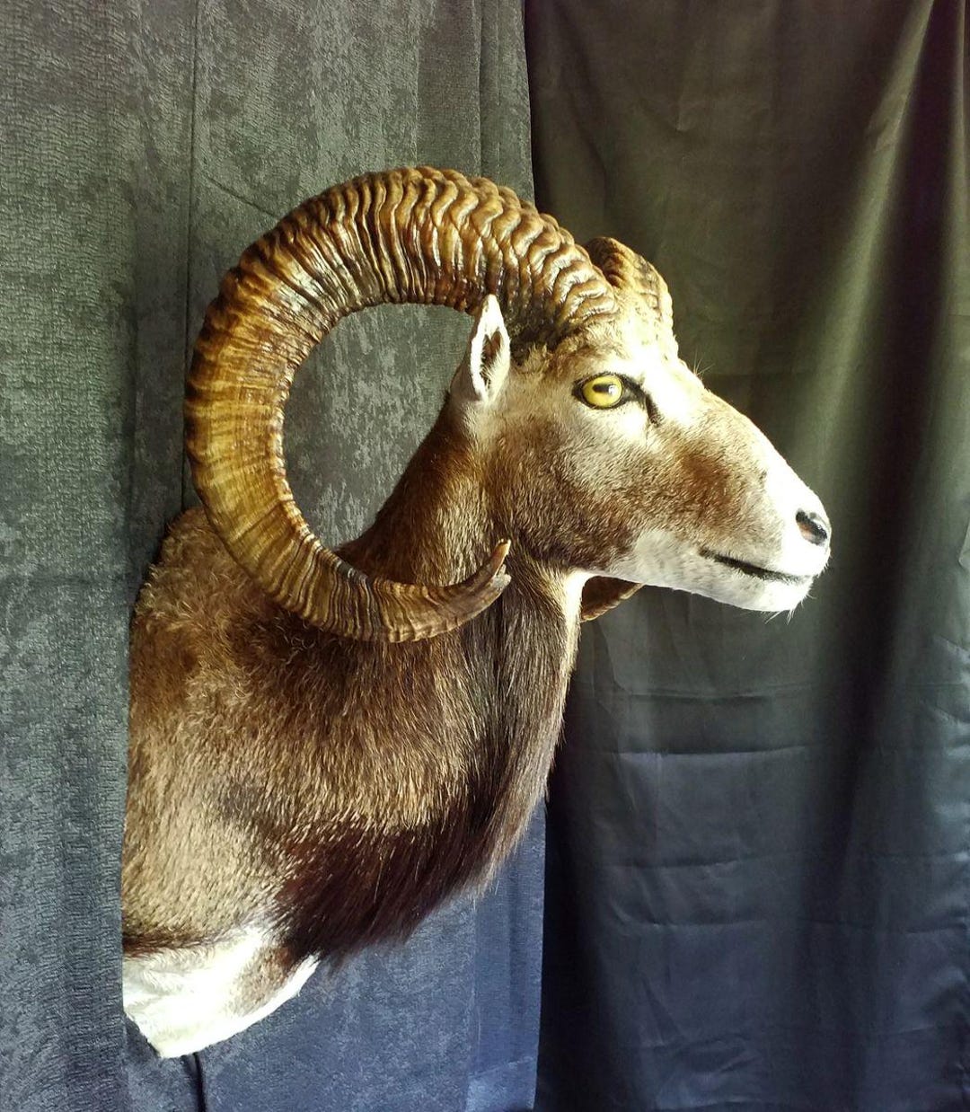 Mouflon Ram Mount - 27 Inch Horns - Etsy