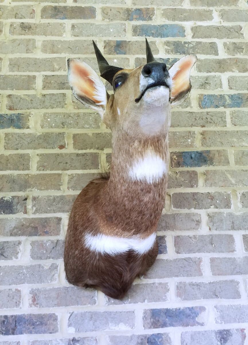 Sharp-looking Large Bushbuck Mount - Etsy