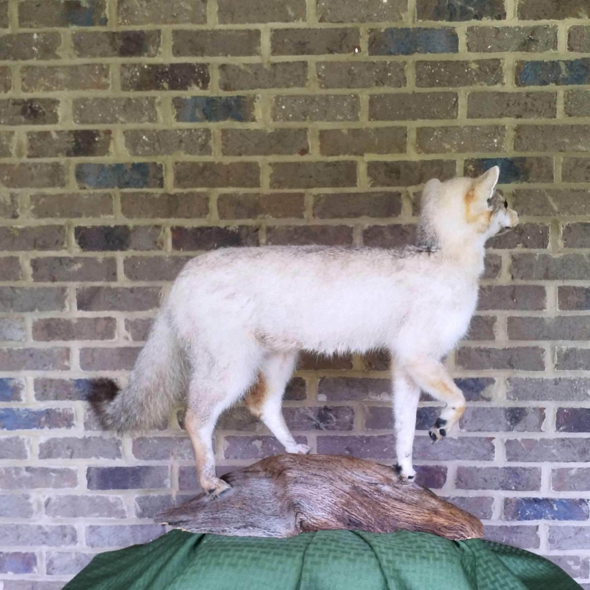 Vintage Gray Fox Mount - Etsy