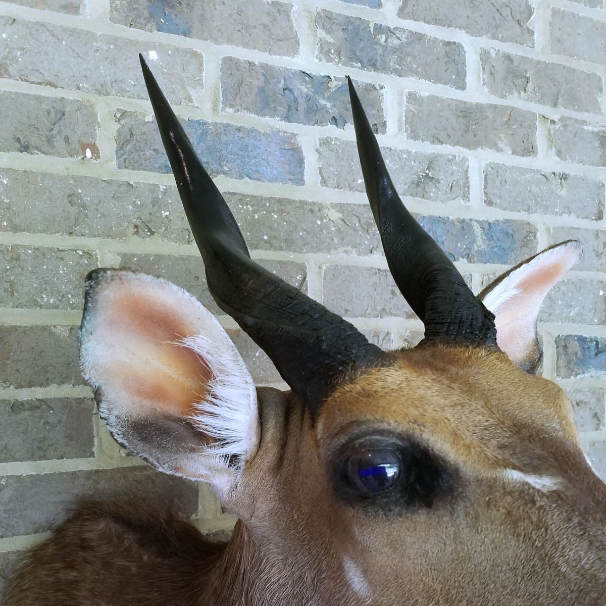Sharp-looking Large Bushbuck Mount - Etsy