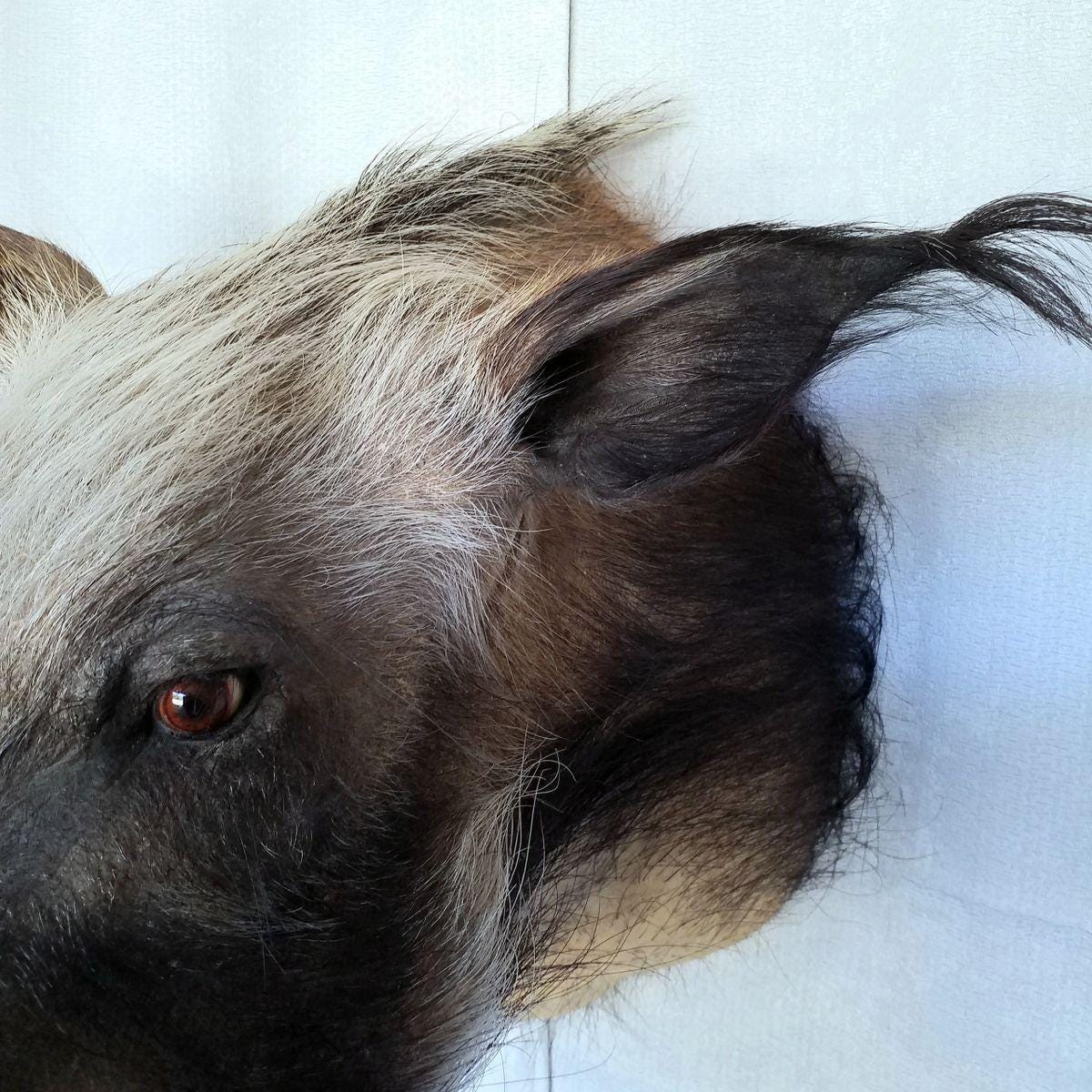 Ugly African Bushpig Shoulder Mount - RARE Item - Etsy