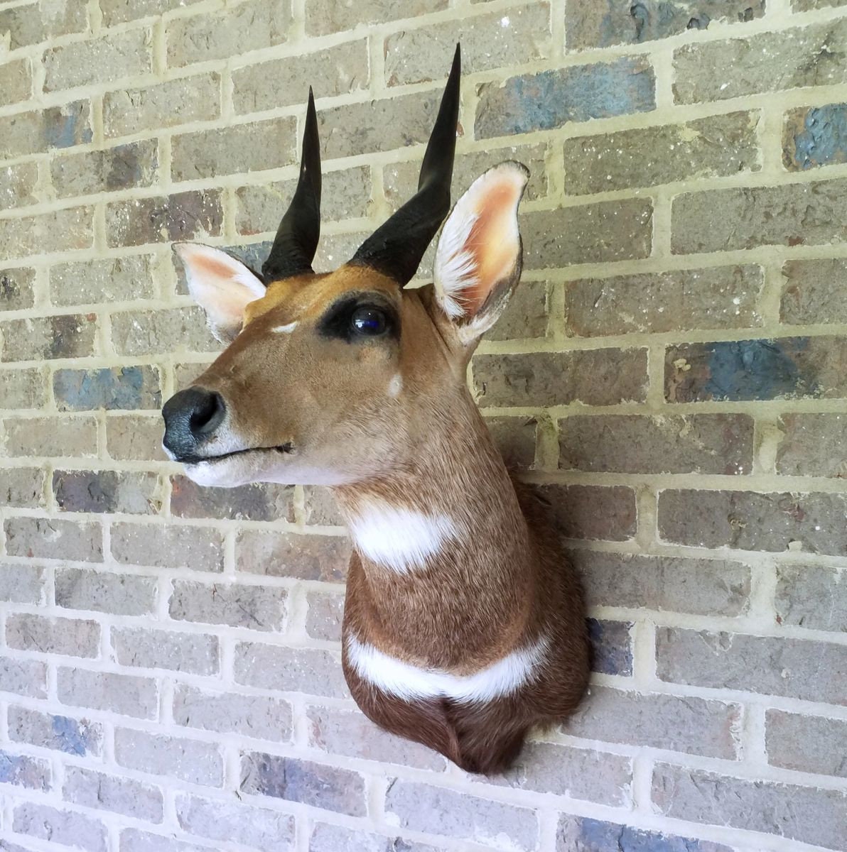 Sharp-looking Large Bushbuck Mount - Etsy