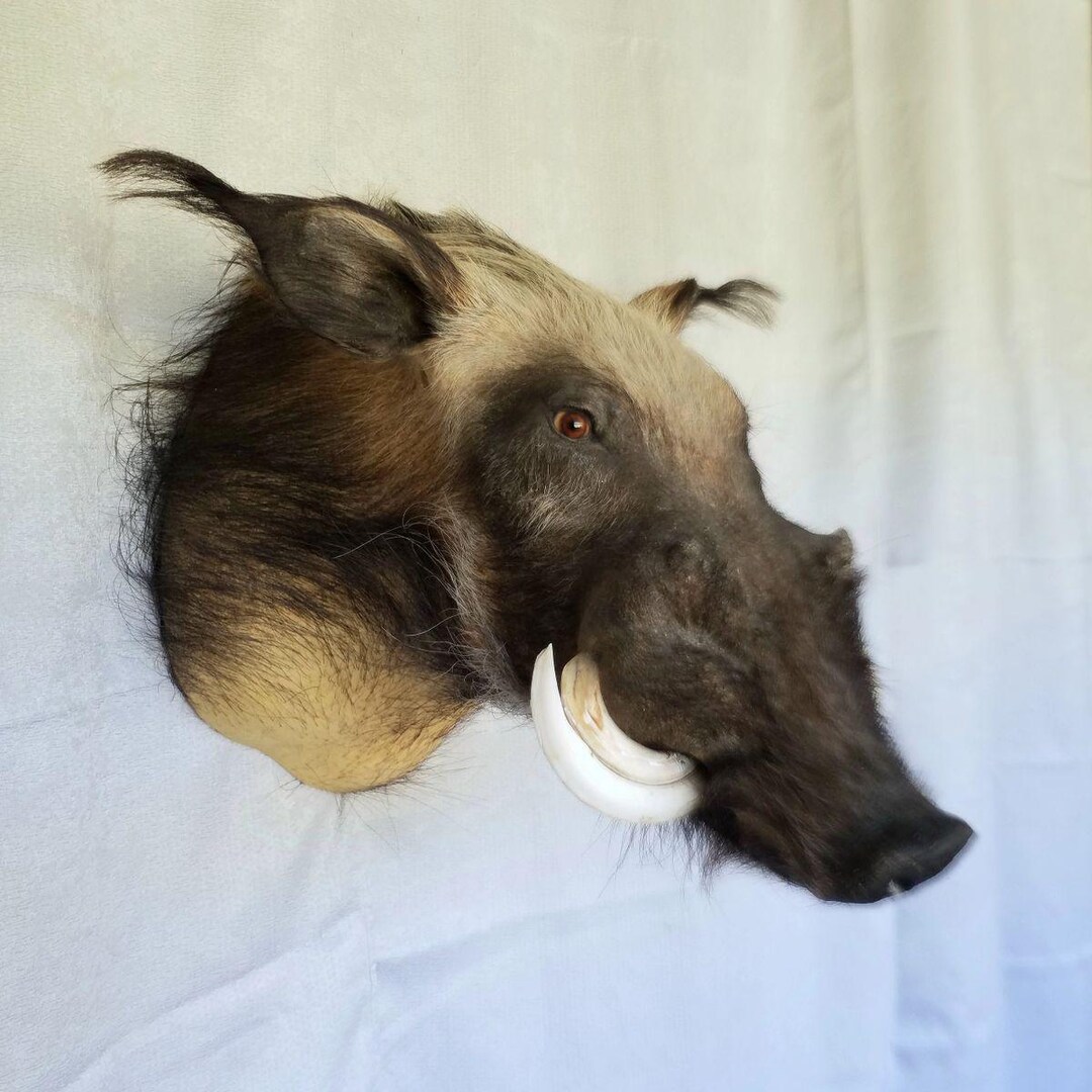 Ugly African Bushpig Shoulder Mount - RARE Item - Etsy