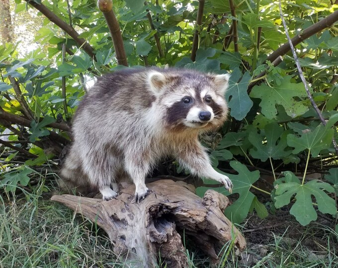 Cute Full-body Raccoon on Log - Etsy