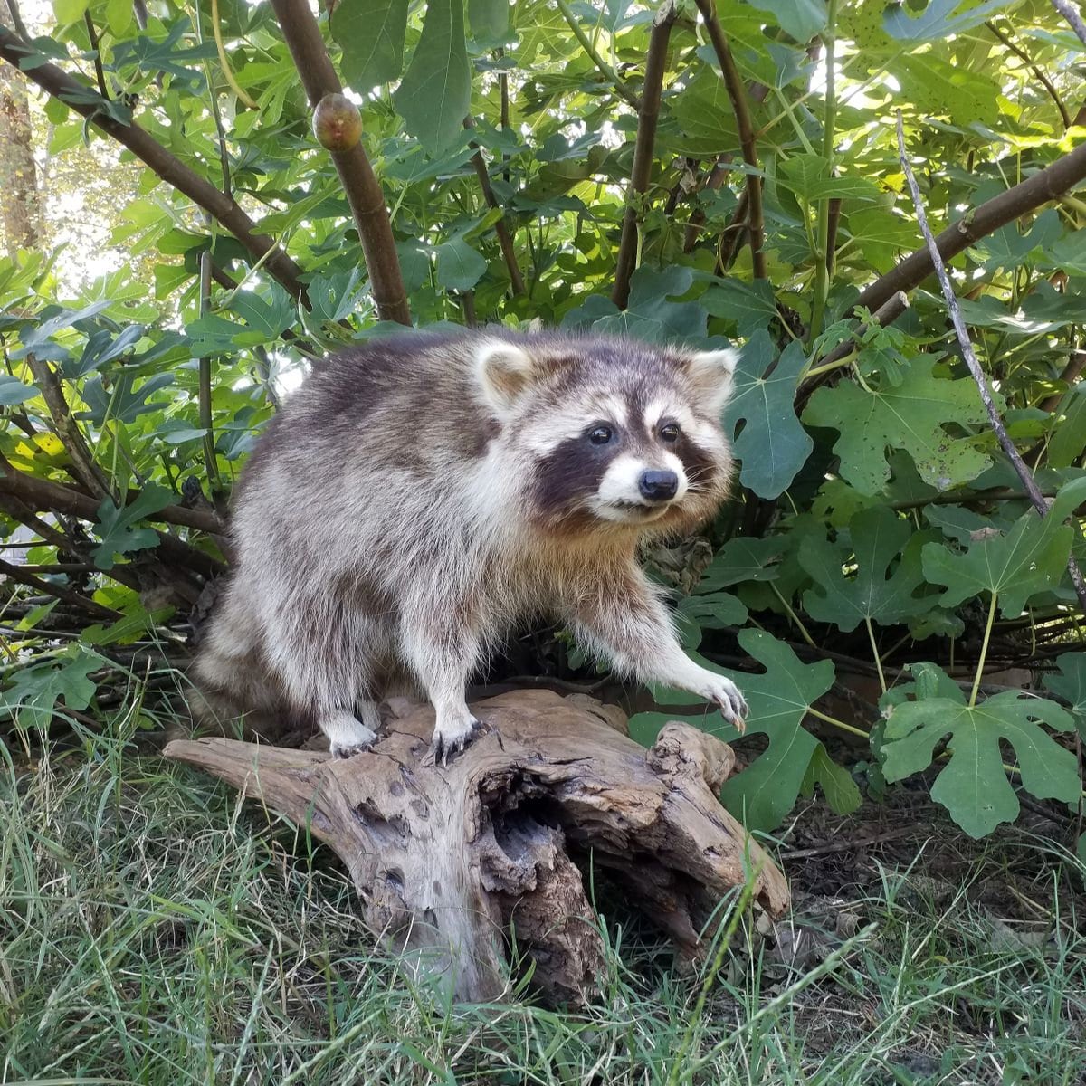 Cute Full-body Raccoon on Log - Etsy