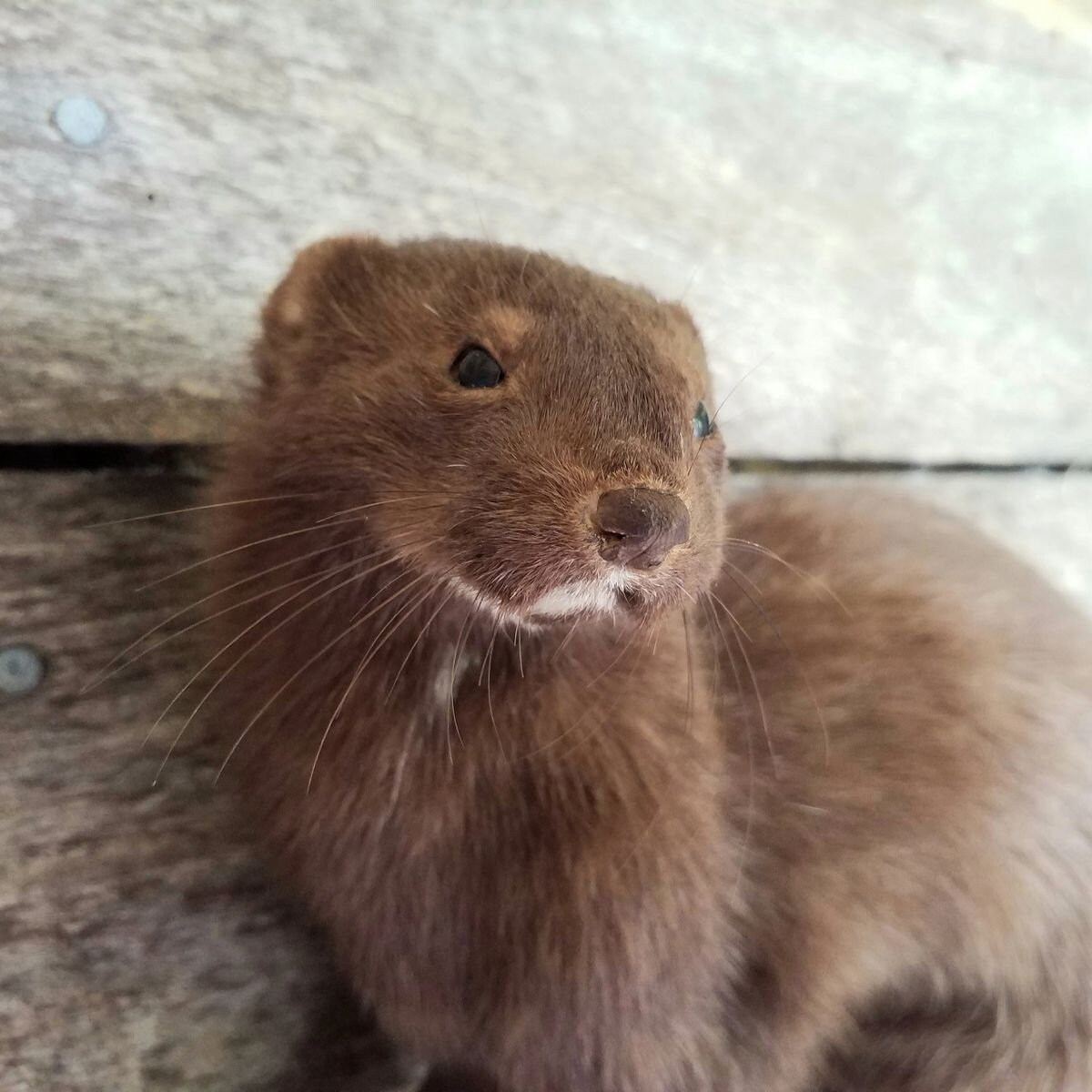 American Mink Wall-mount NEW - Etsy