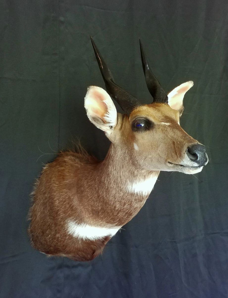 Sharp-looking Large Bushbuck Mount - Etsy