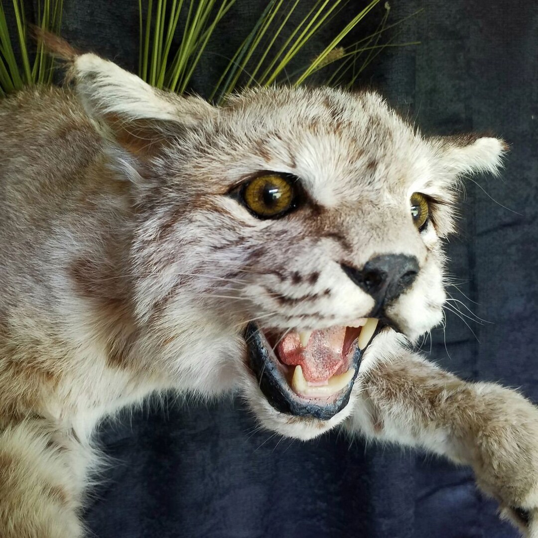 Wild Vintage Half-body Bobcat Wall-mount - Etsy