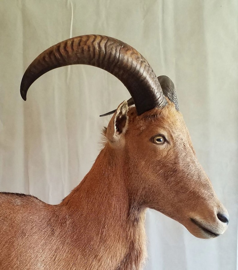 Half-body Audad/aoudad Wall-mount With Habitat - LOCAL PICKUP ONLY - Etsy