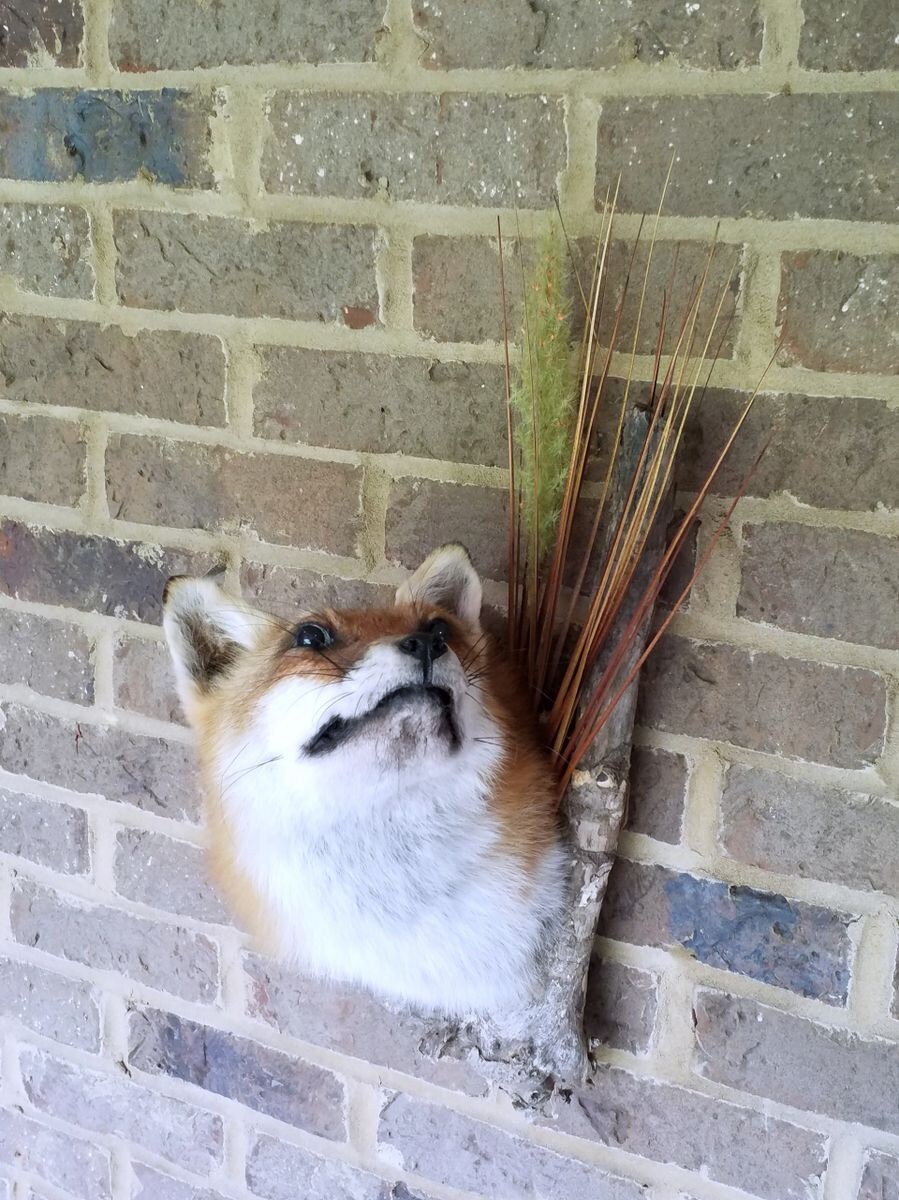 Star-gazing Russet Red Fox Head Wall-mount NEW - Etsy